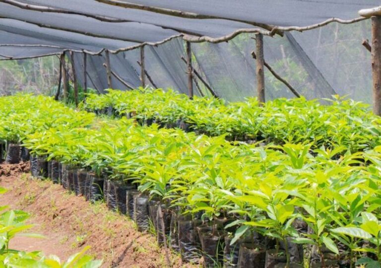 Shade Nets for Agriculture : Improving Crop Growth and Protection