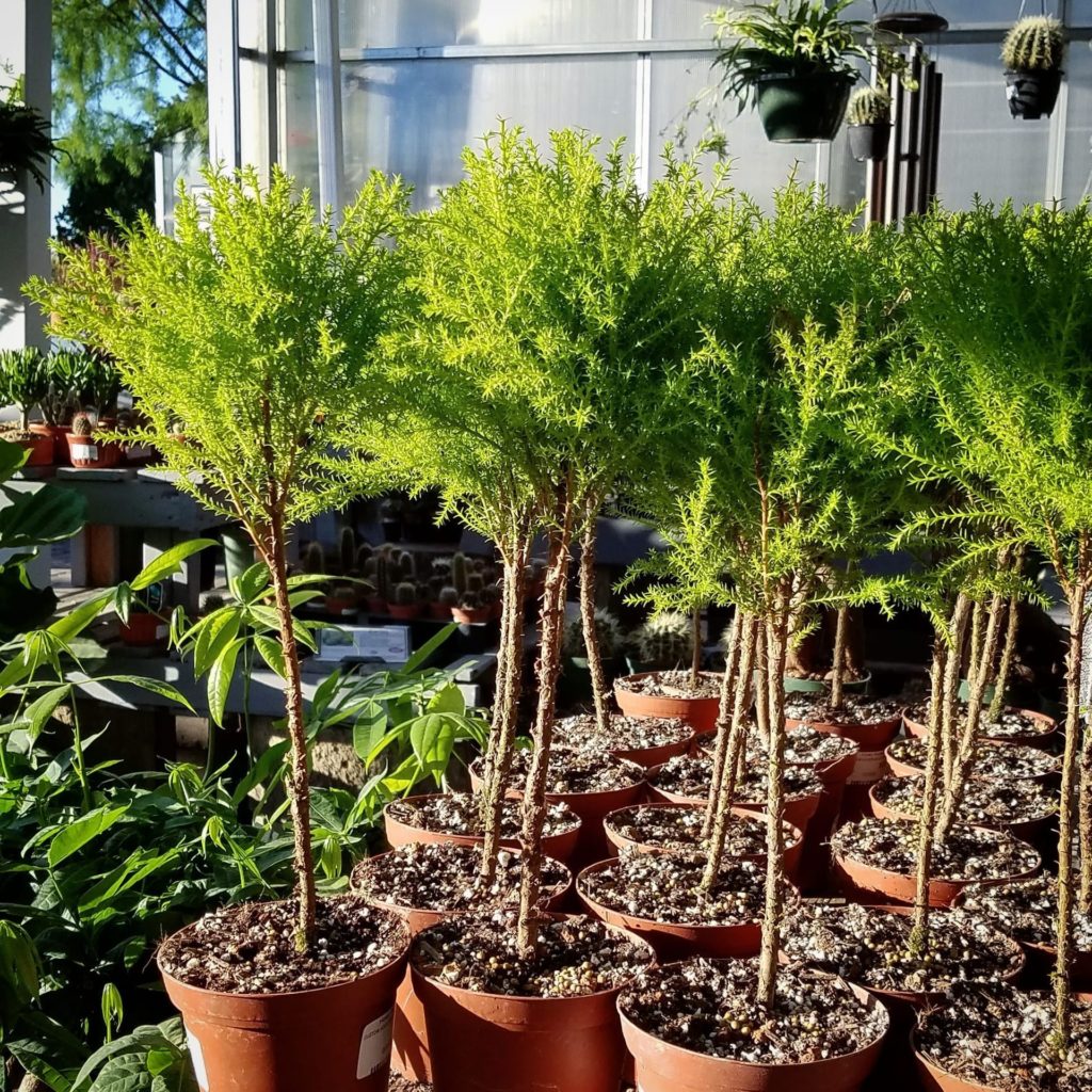 Lemon Cypress Bonsai : A Refreshing Twist on a Classic Bonsai Tree