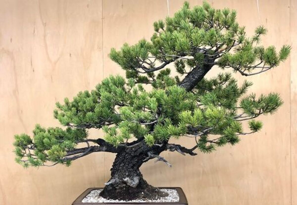 Shore Pine Bonsai: Sculpting Nature's Coastal Beauty