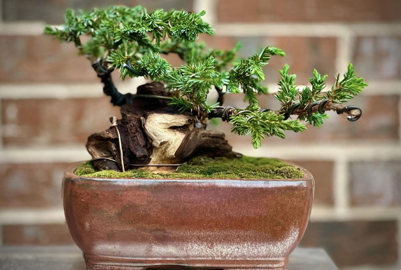 Blue Pacific Juniper Bonsai: Unveiling the Serenity of Nature
