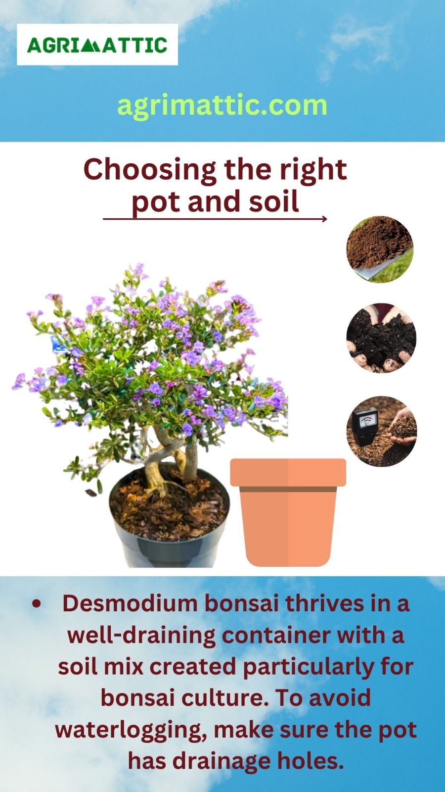 How to Grow Desmodium Bonsai - Agrimattic