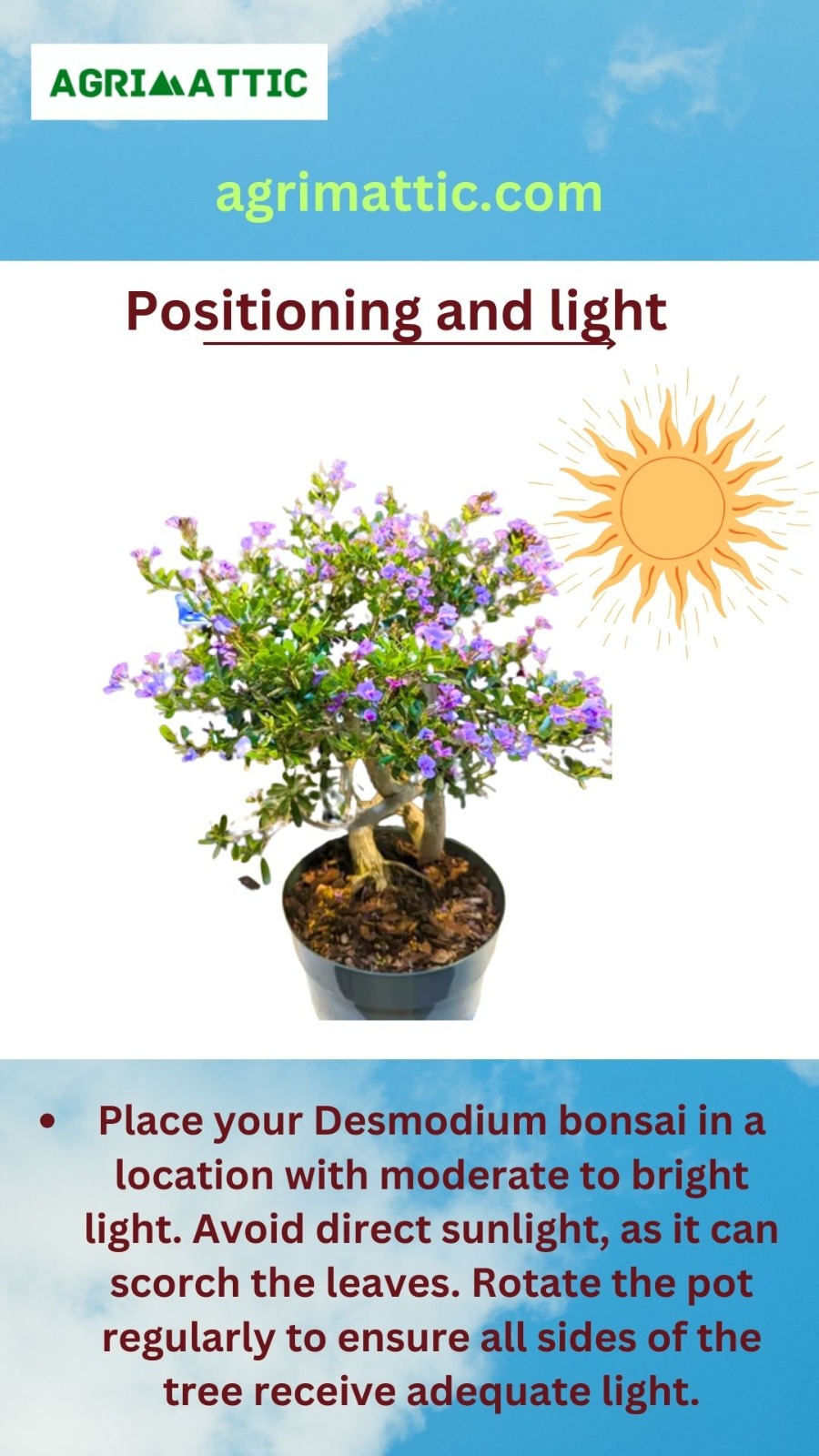 How to Grow Desmodium Bonsai - Agrimattic