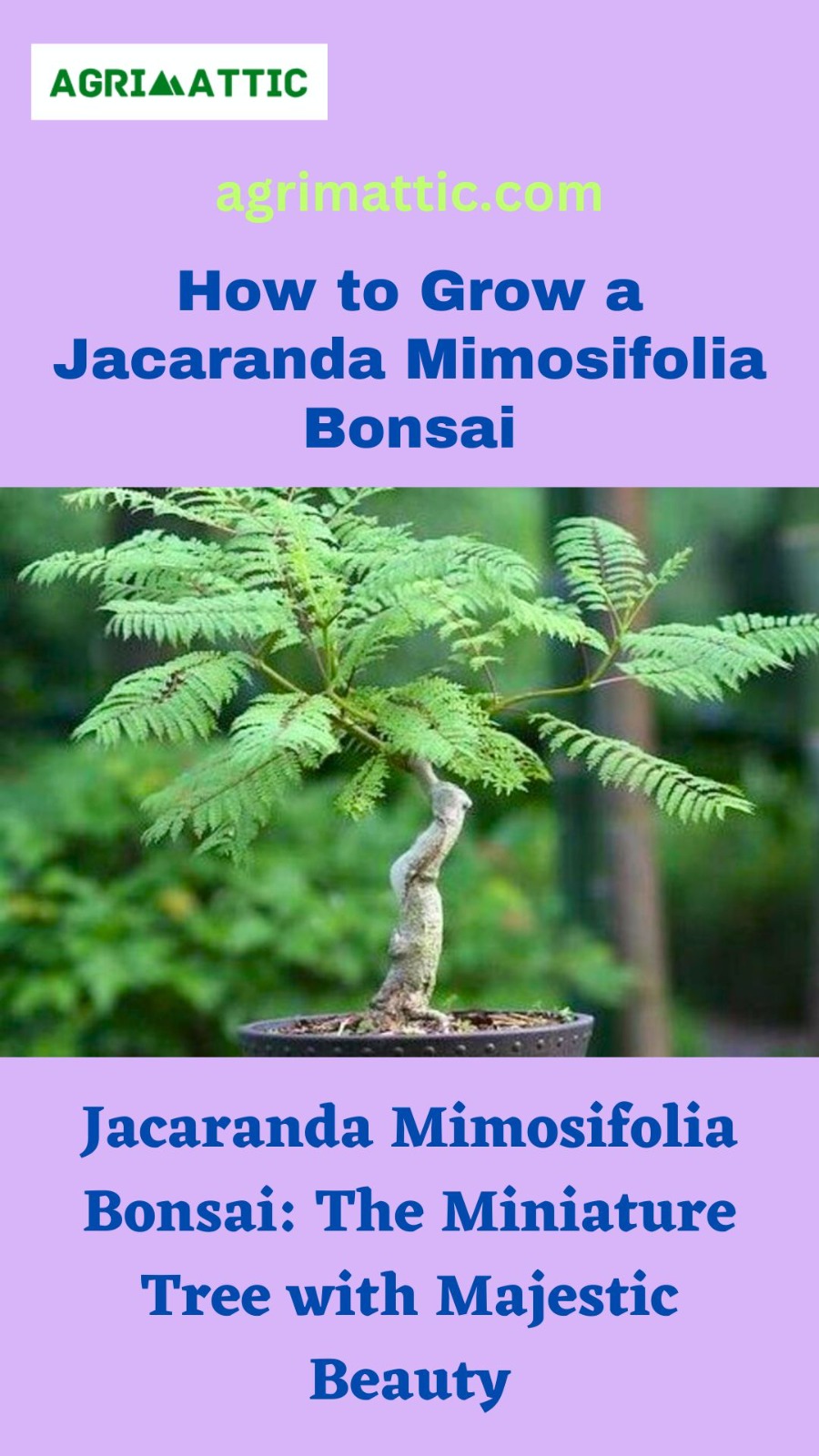 How to Grow Jacaranda Mimosifolia Bonsai - Agrimattic
