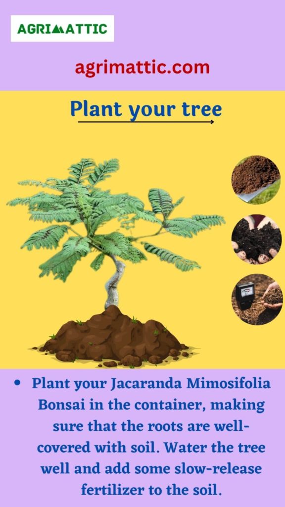 How to Grow Jacaranda Mimosifolia Bonsai - Agrimattic