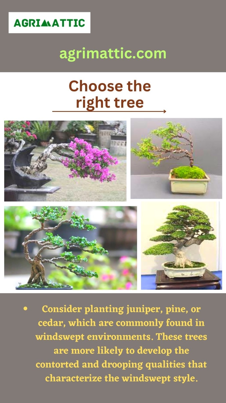 How to Grow Windswept Bonsai - Agrimattic