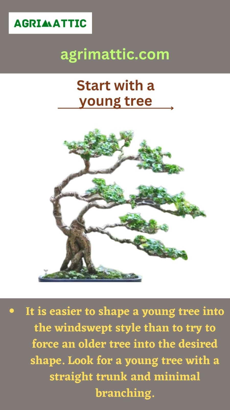 How to Grow Windswept Bonsai - Agrimattic