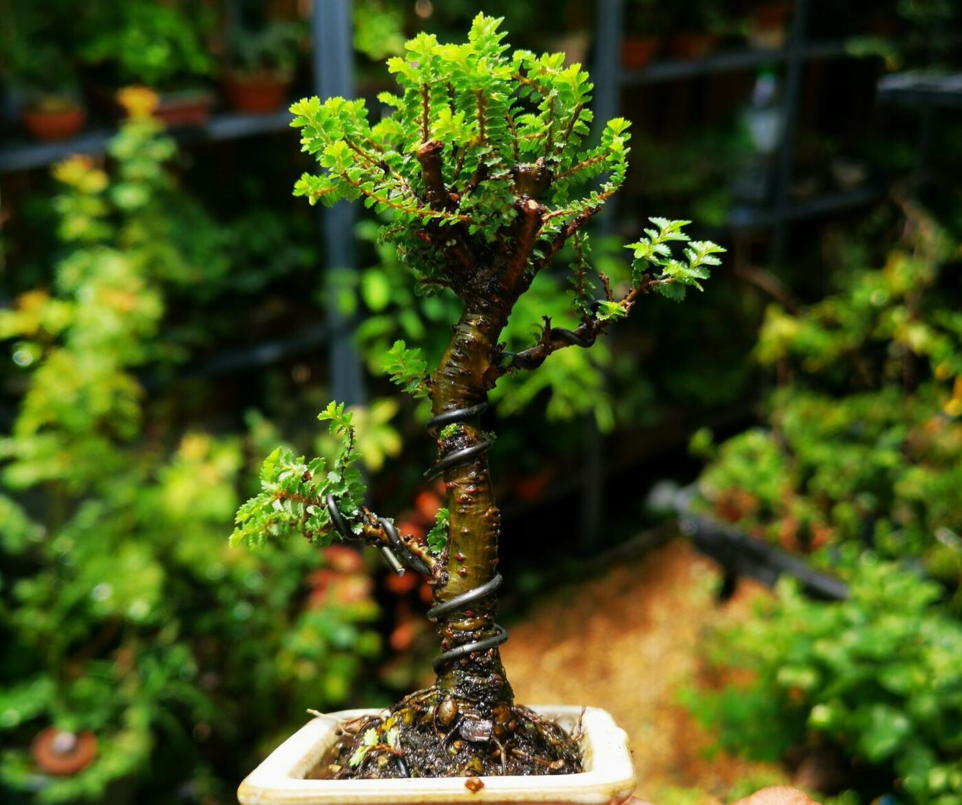 Seiju Elm Bonsai: Tiny Trees with Timeless Beauty