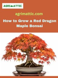 Red Dragon Maple Bonsai : A Stunning Addition to Your Garden