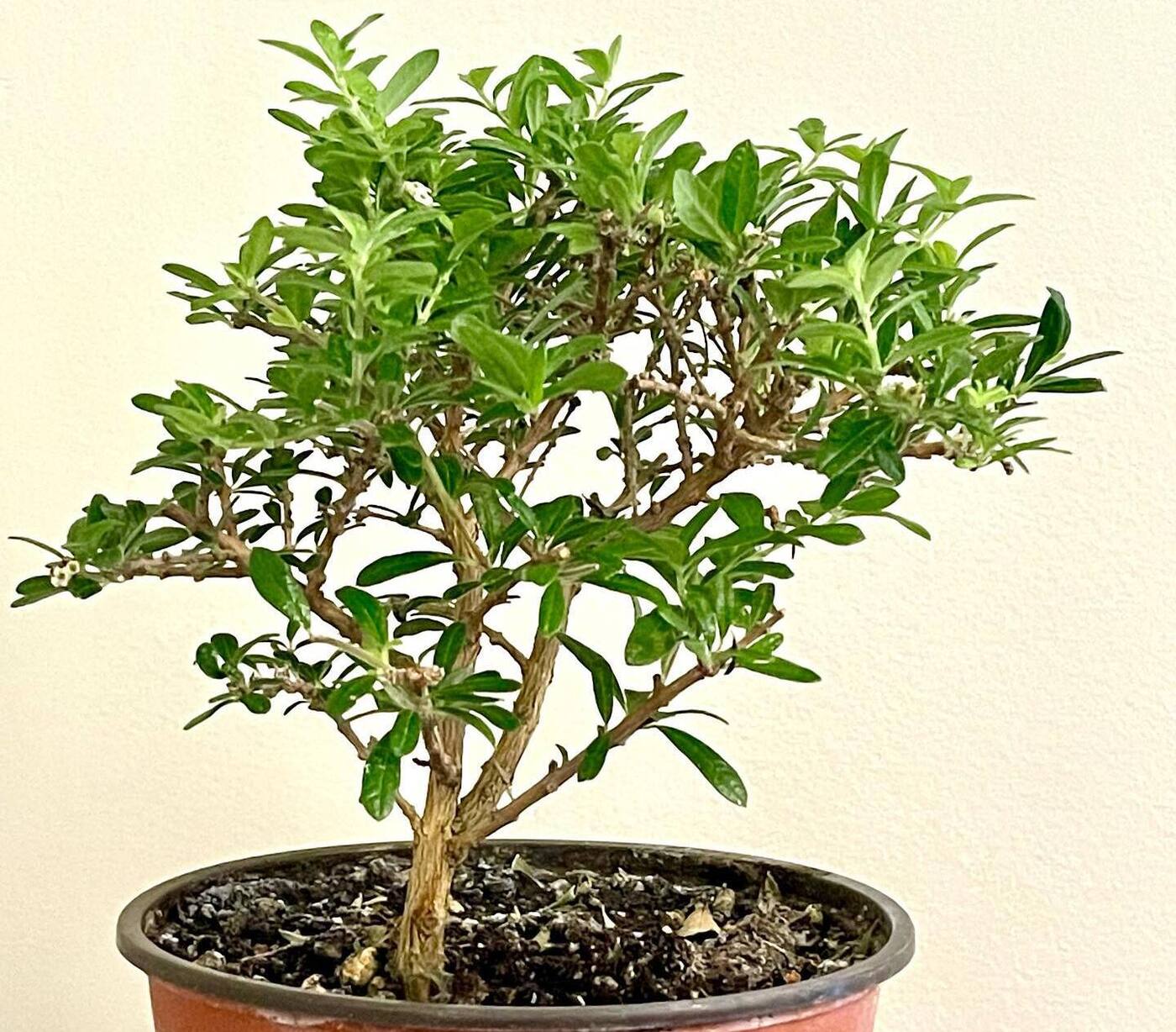 Bahama Berry Bonsai: A Tropical Treasure for Bonsai Enthusiasts