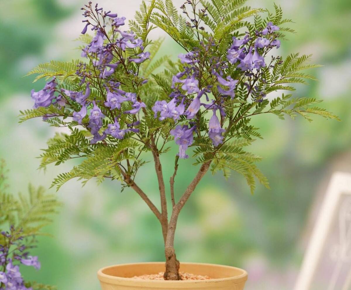 Blue Jacaranda Bonsai: A Guide to Caring for and Displaying this ...