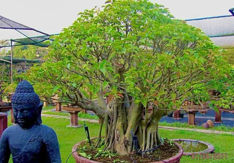 Bodhi Tree Bonsai: A Beautiful Art of Cultivating Peace