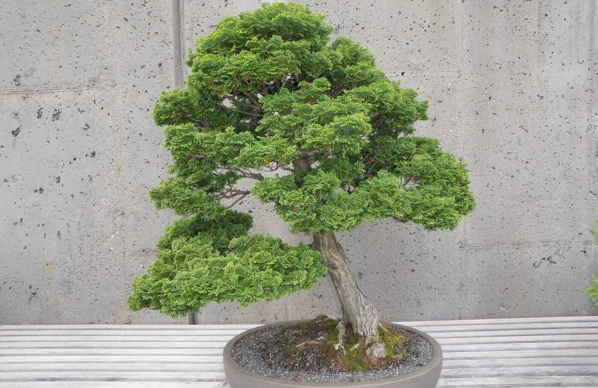 Bonsai Pecan Tree: A Miniature Delight for Your Garden