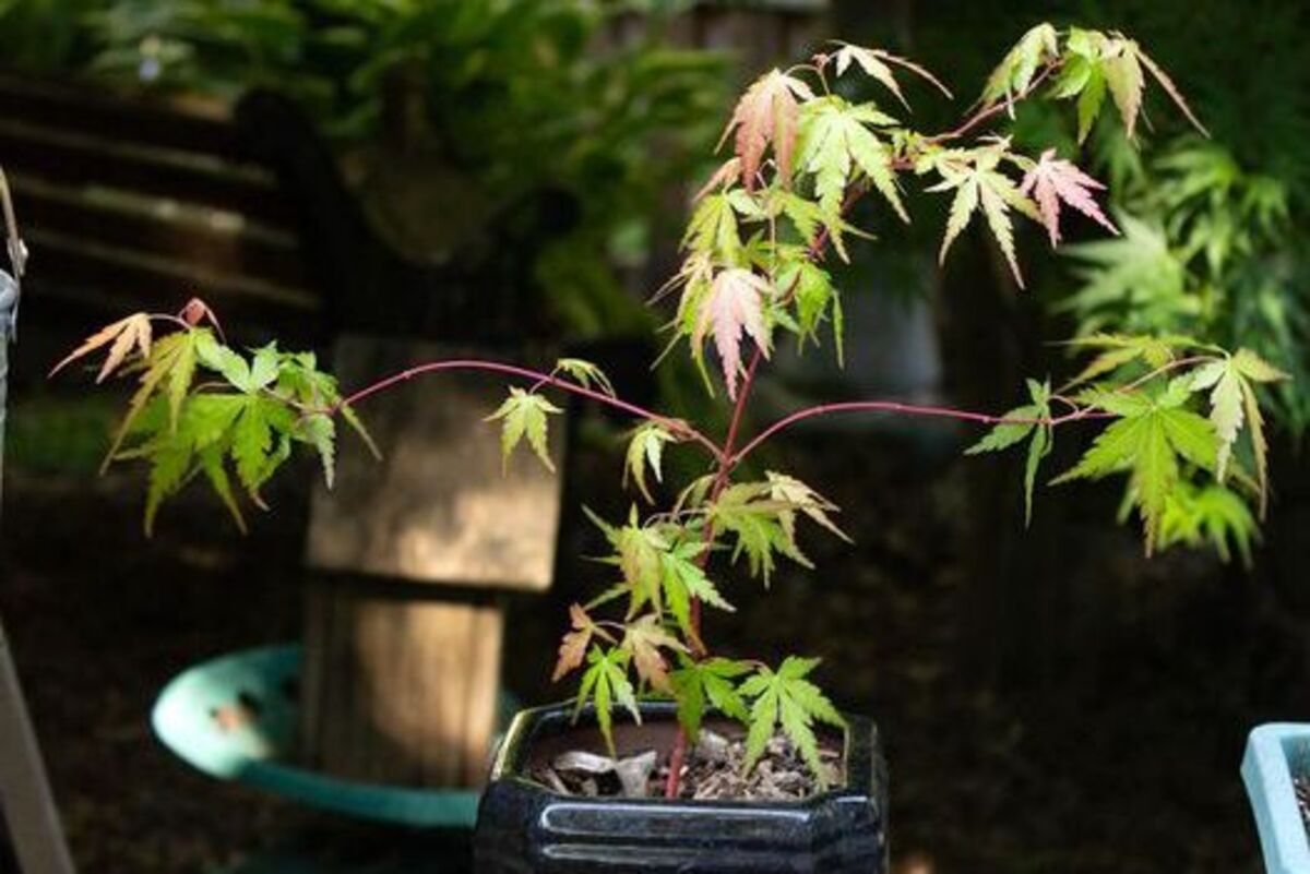 Coral Bark Maple: A Delightful Tree with Striking Red Bark