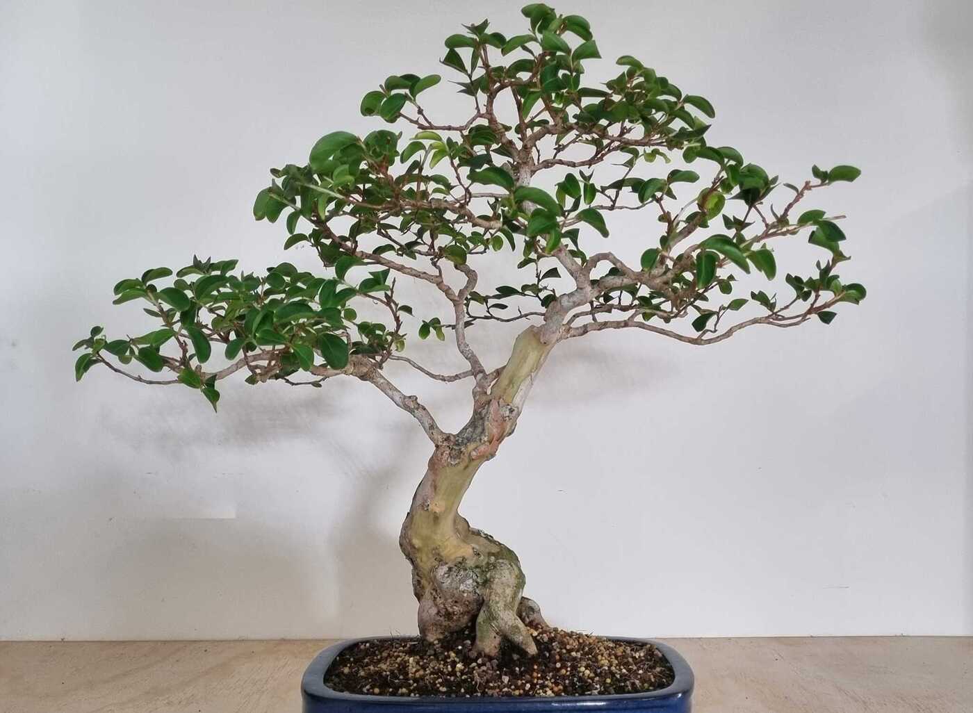 Crepe Myrtle Bonsai: A Unique and Stunning Addition to Your Home