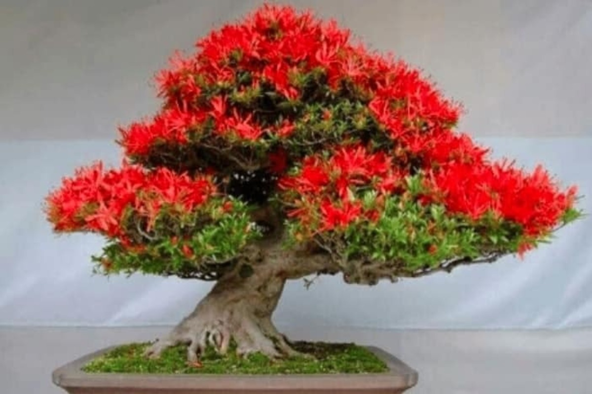 Flame Tree Bonsai: A Unique and Rewarding Hobby for Nature Lovers
