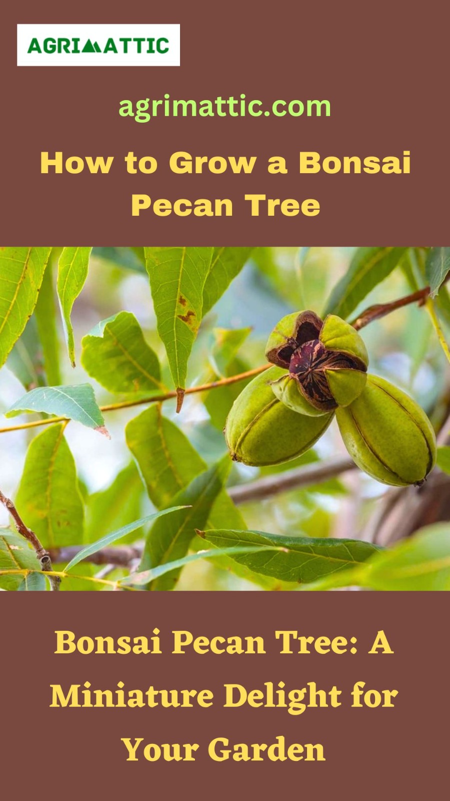 Bonsai Pecan Tree: A Miniature Delight for Your Garden