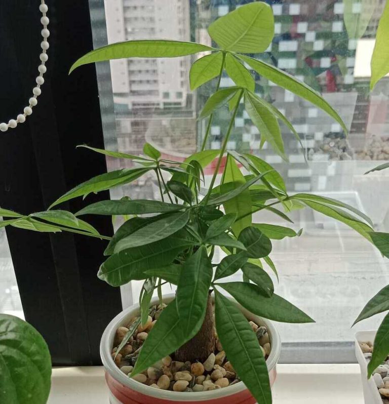 Pachira Bonsai: The Captivating Charm of Bonsai in Your Home