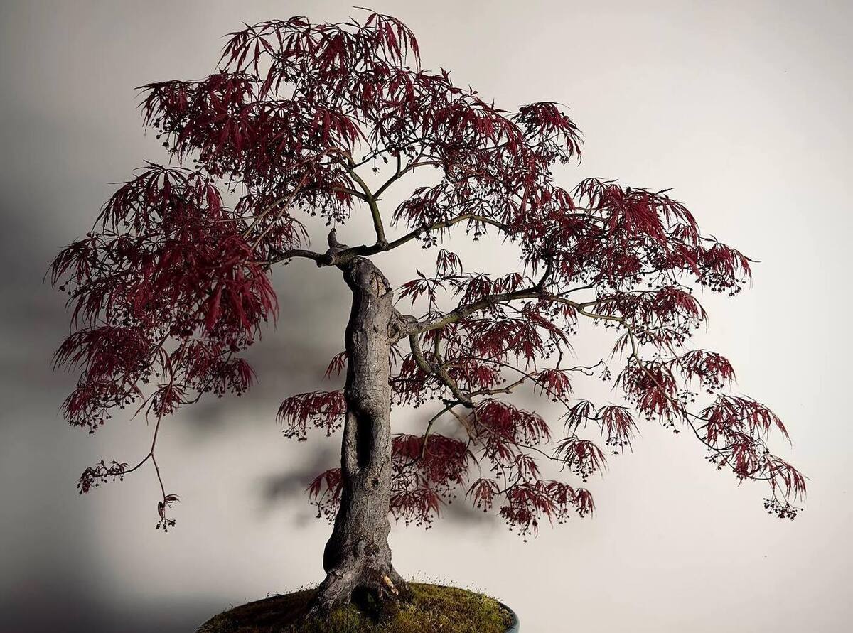 Red Dragon Maple Bonsai : A Stunning Addition to Your Garden