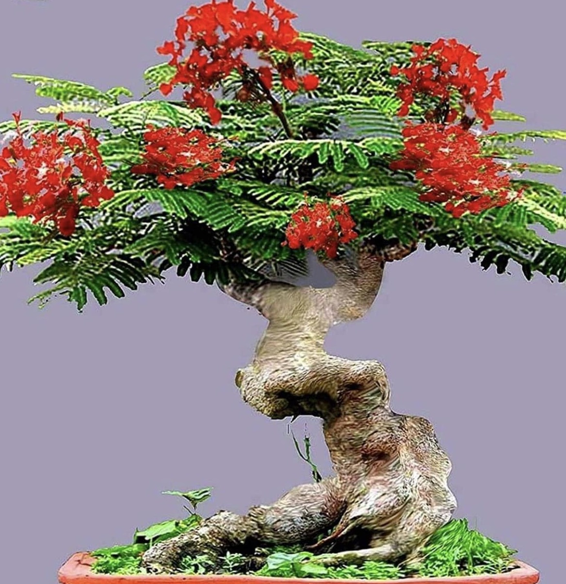 Royal Poinciana Bonsai: The stunning tree that makes a perfect bonsai