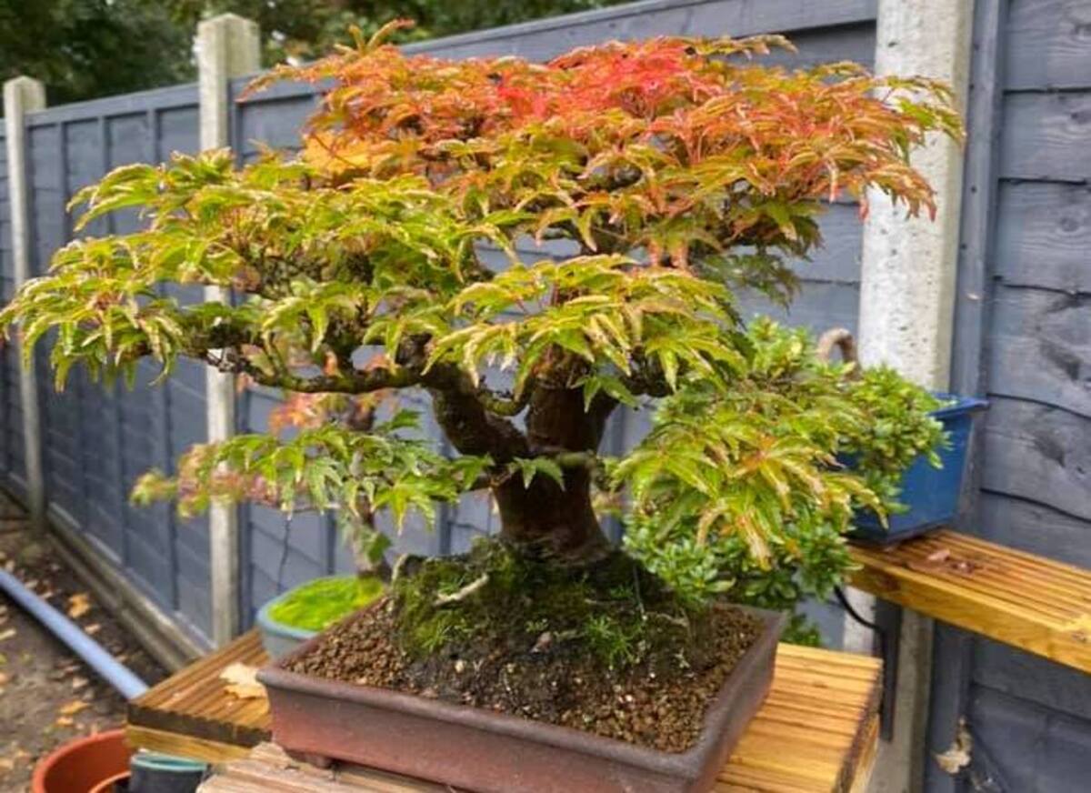 Shishigashira Bonsai: A Captivating Symbol of Elegance and Grace