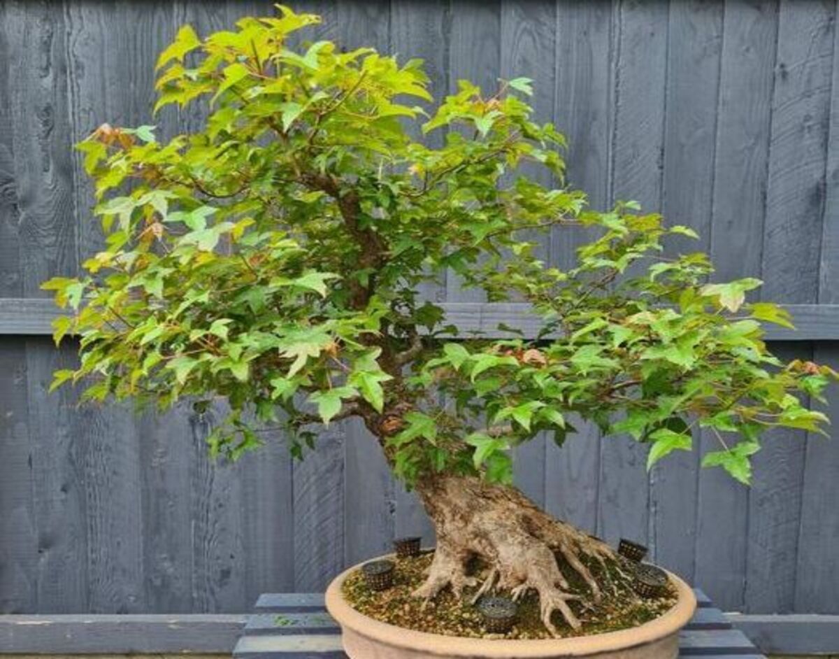 Trident Maple Bonsai: The Perfect Gift for the Green Thumb in Your Life