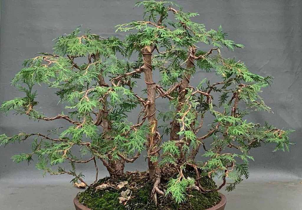 Western Red Cedar Bonsai : Sculpting Nature's Beauty