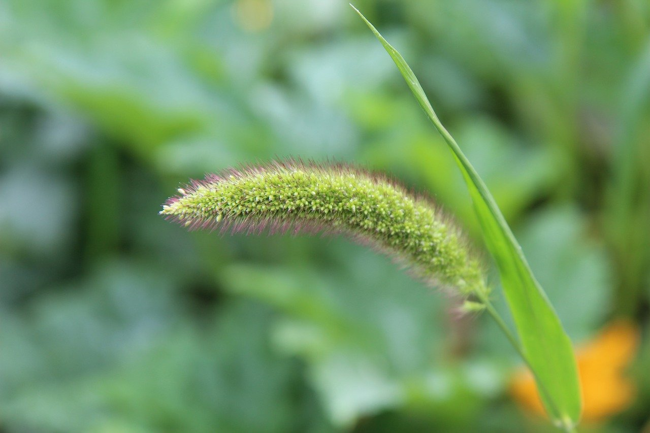 Millet Based Agroforestry: A Simple Path to Sustainable Farming