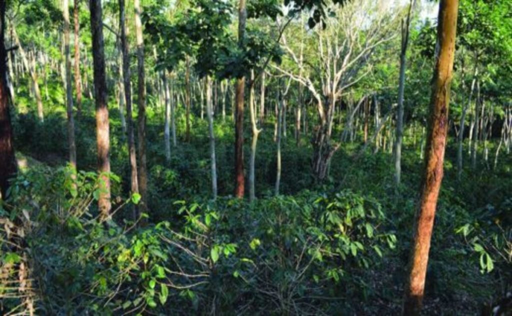 10 Benefits of Agroforestry: Promoting Sustainable Farming Practices