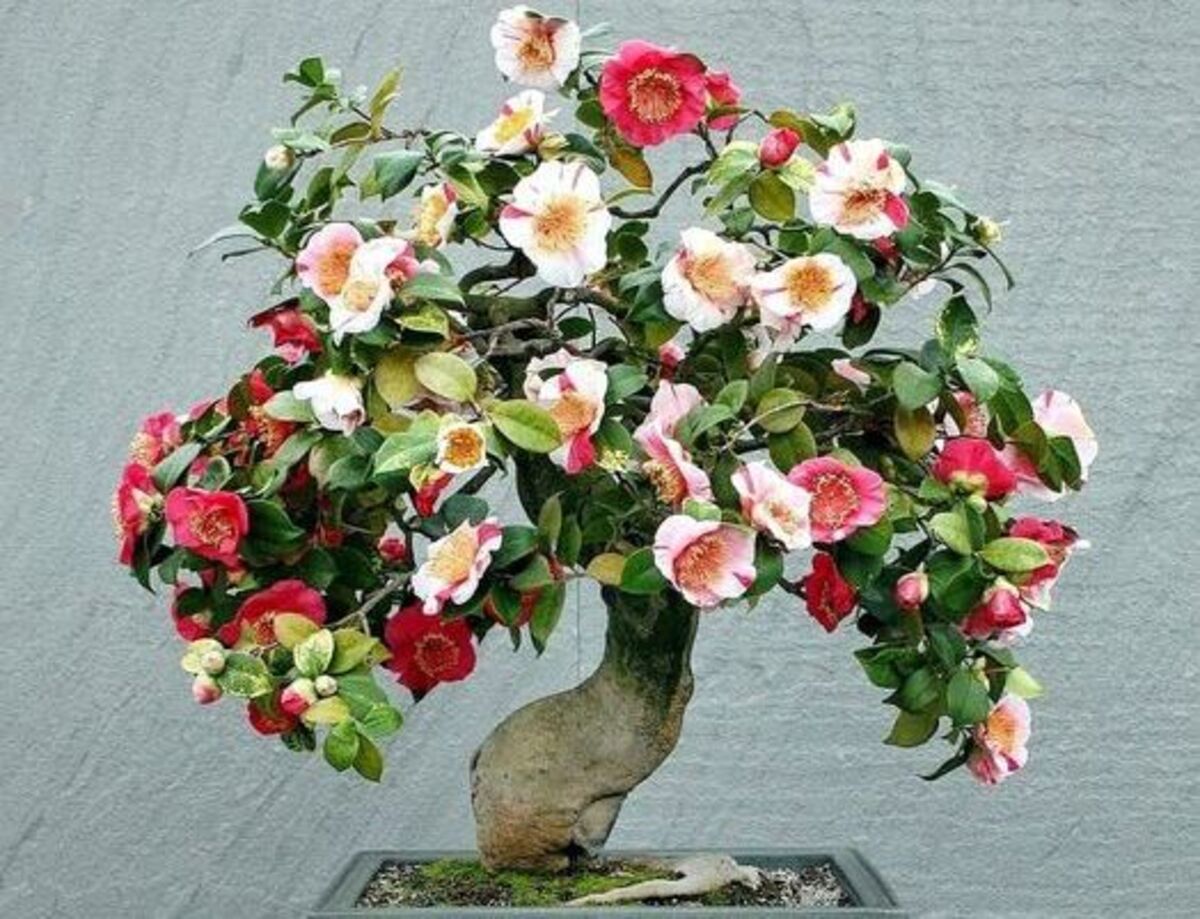 Camellia Bonsai: The Captivating World of Miniature Floral Sculpture