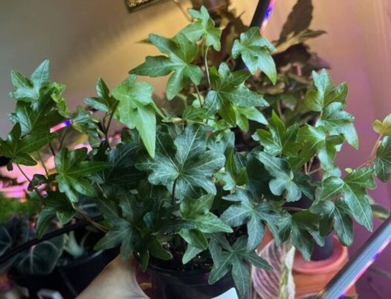 English Ivy Bonsai : A Green Oasis in Small Spaces