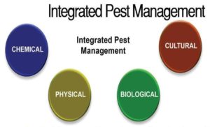 Integrated Pest Management (IPM): Nurturing Sustainability in Pest Control