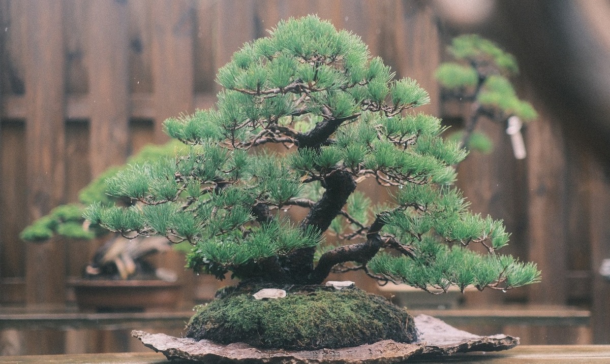 Shore Pine Bonsai: Sculpting Nature's Coastal Beauty