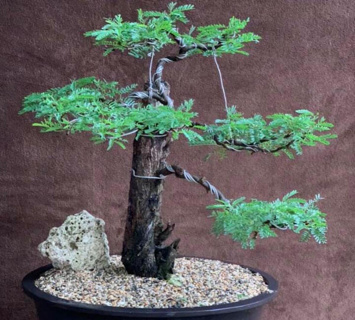 Acacia Bonsai: A Miniature Tree That Enhances Your Living Space