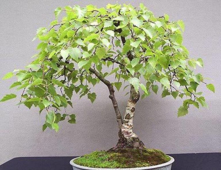 Birch Bonsai : The Graceful Miniature Tree