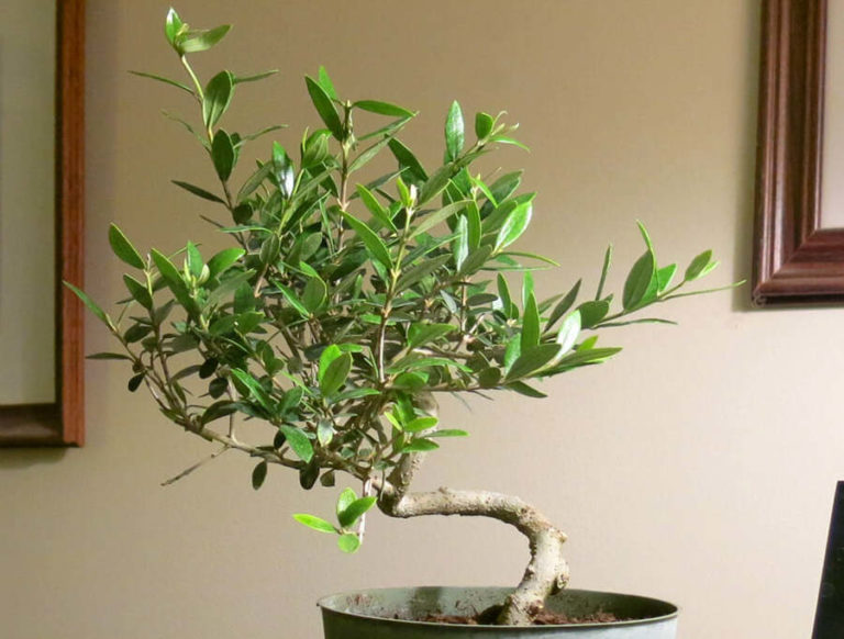 Bonsai Olive Trees: The Ancient Tradition for Modern Living