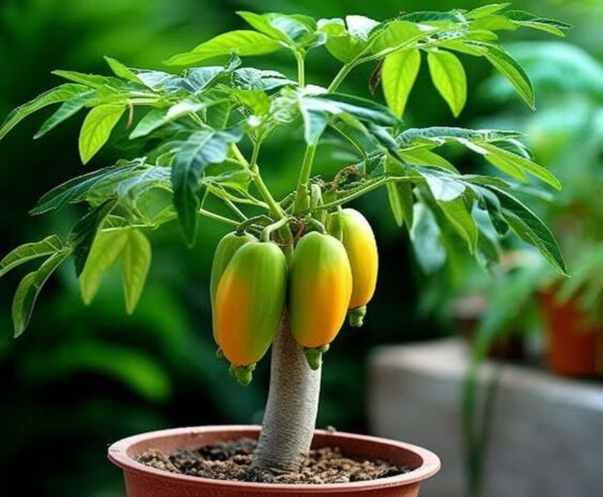 Bonsai Papaya Tree : Exploring the Symbolism and Spiritual Significance ...