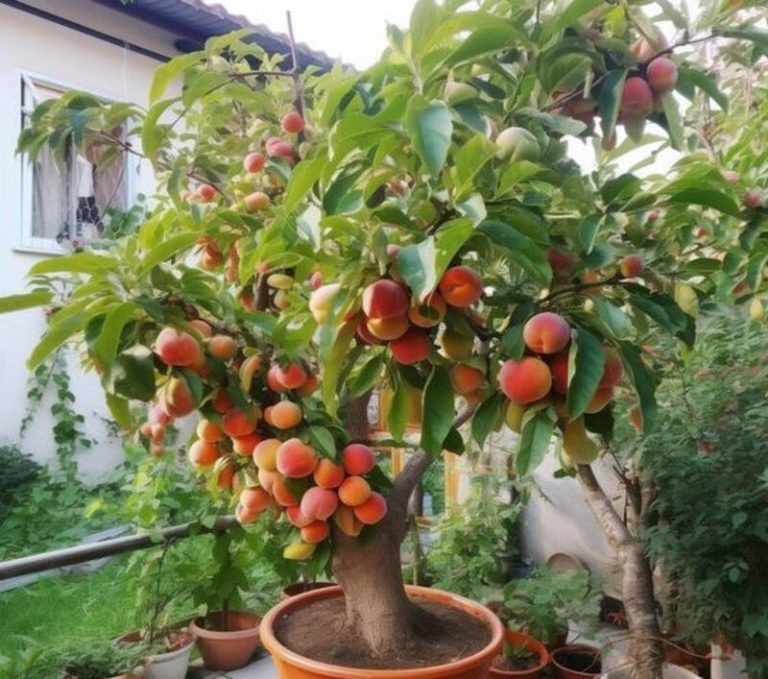 Bonsai Peach Tree : A Miniature Tree with Maximum Charm