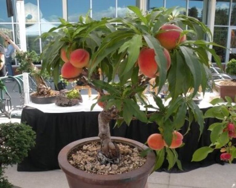Bonsai Peach Tree : A Miniature Tree with Maximum Charm
