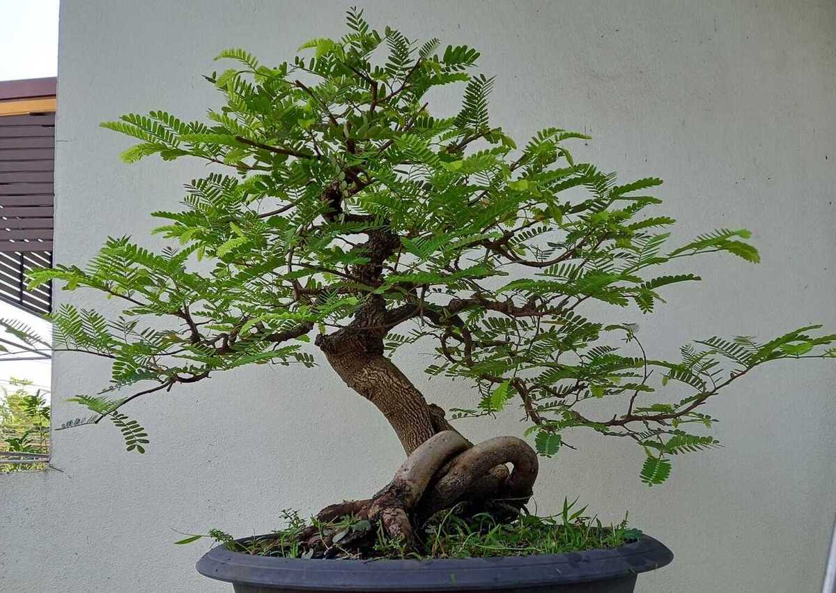 Bonsai Tamarind: Unlocking the Secrets of its Ancient Origins