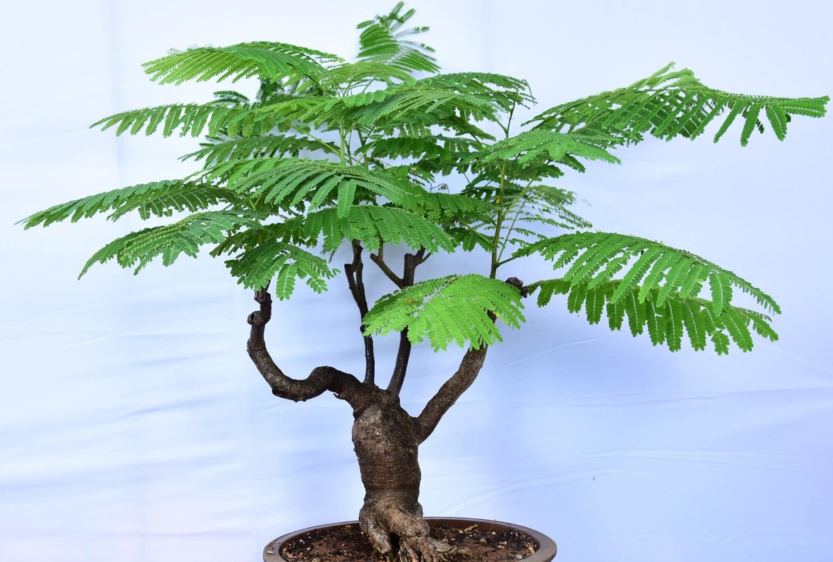 Delonix Regia Bonsai: A Symbol of Nature's Beauty and Resilience
