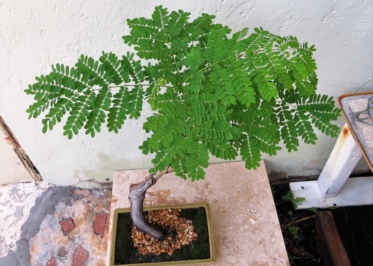 Delonix Regia Bonsai: A Symbol of Nature's Beauty and Resilience