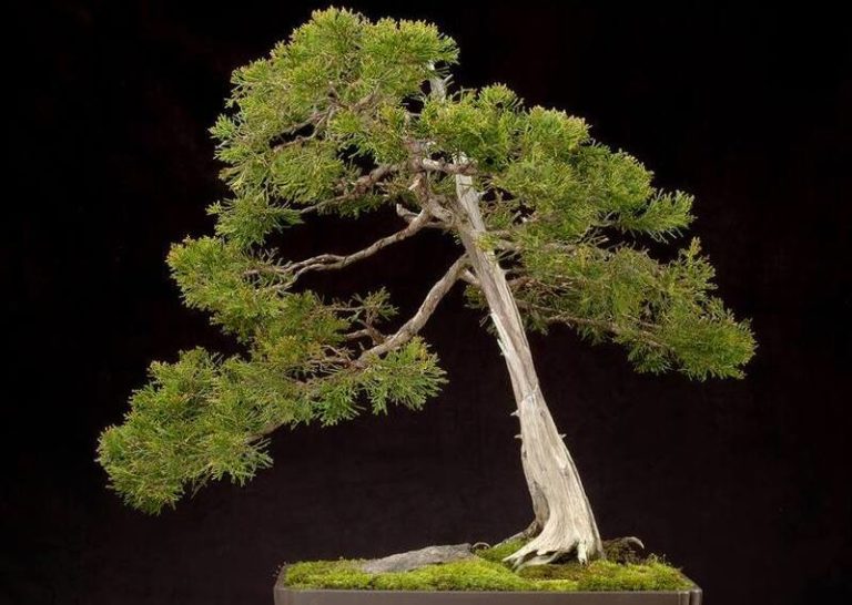 Eastern Red Cedar Bonsai : A Living Sculpture for Your Home or Office
