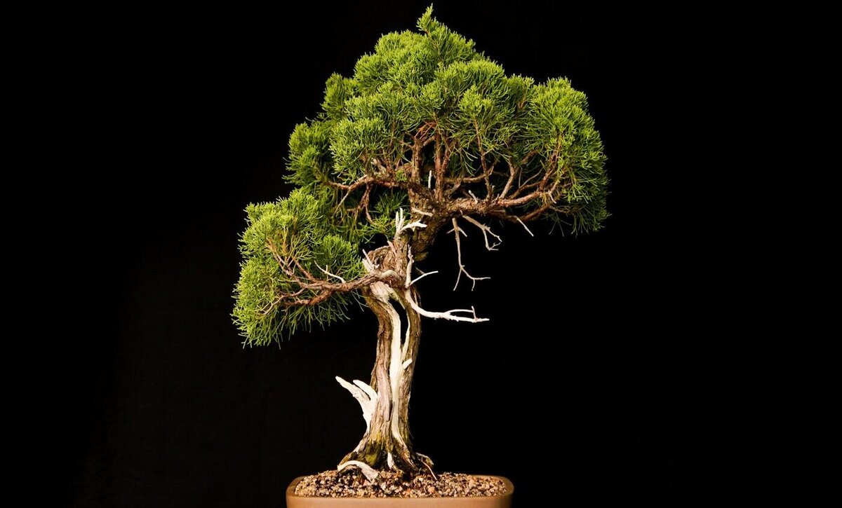Eastern Red Cedar Bonsai : A Living Sculpture for Your Home or Office