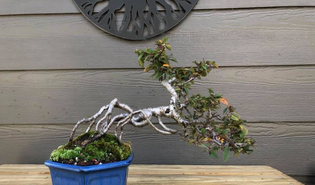 Exposed Root Bonsai : Unveiling the Artistry and Intricacy