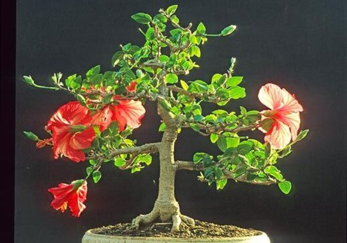 Hibiscus Bonsai : Beauty and Charm Packed into a Tiny Tree