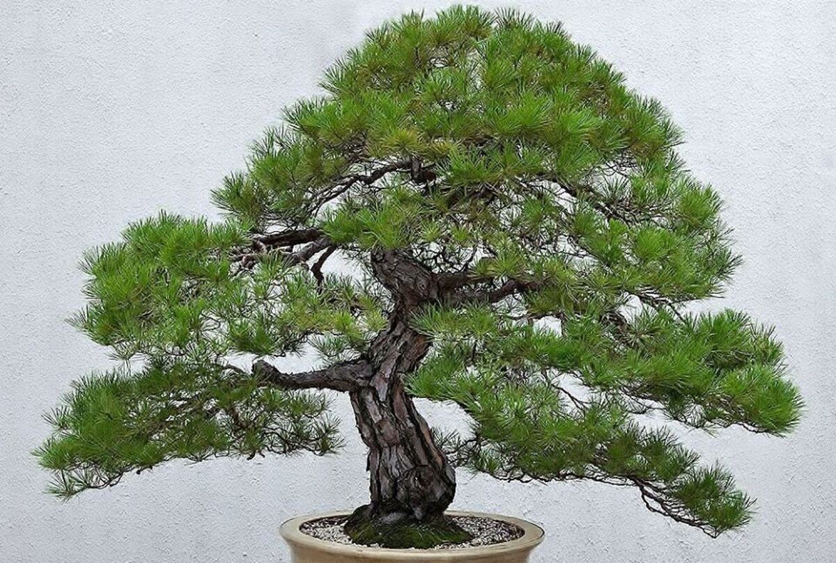 Japanese Red Pine Bonsai : A Fascinating Art Form of Miniature Trees