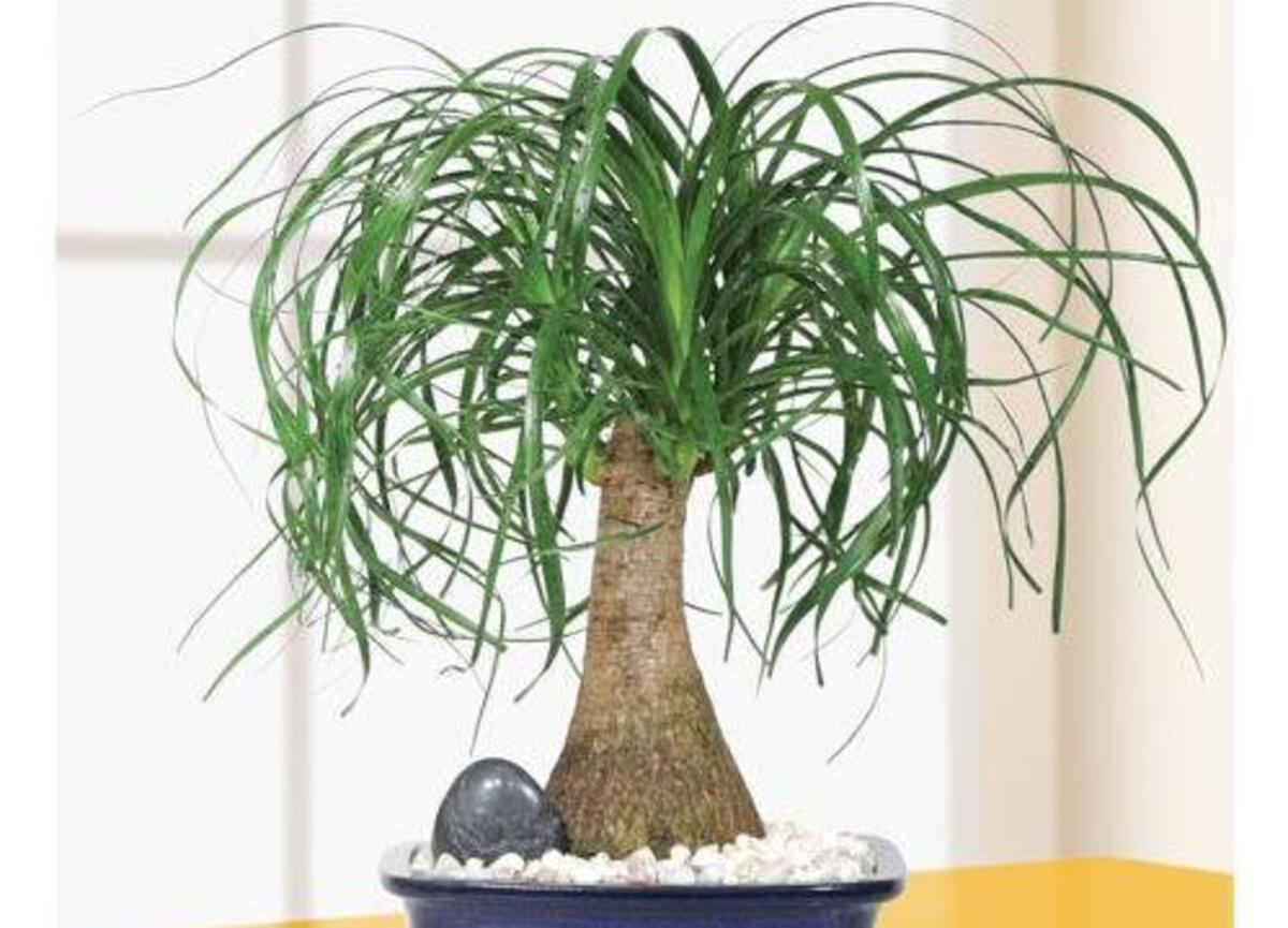 Ponytail Palm Bonsai: The Perfect Plant for Your Home