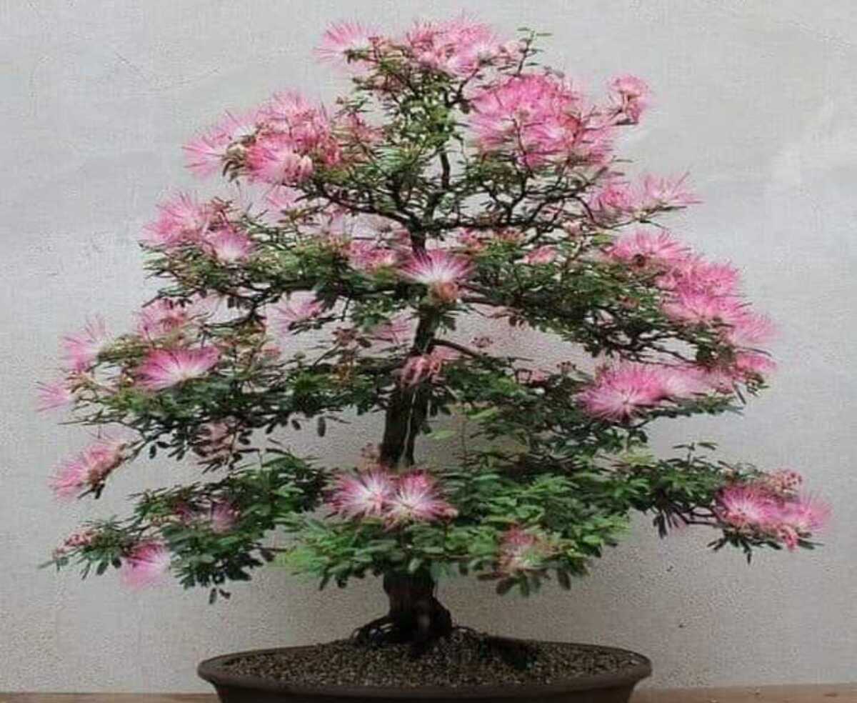 Powder Puff Bonsai : A Blooming Wonderland in Miniature Form