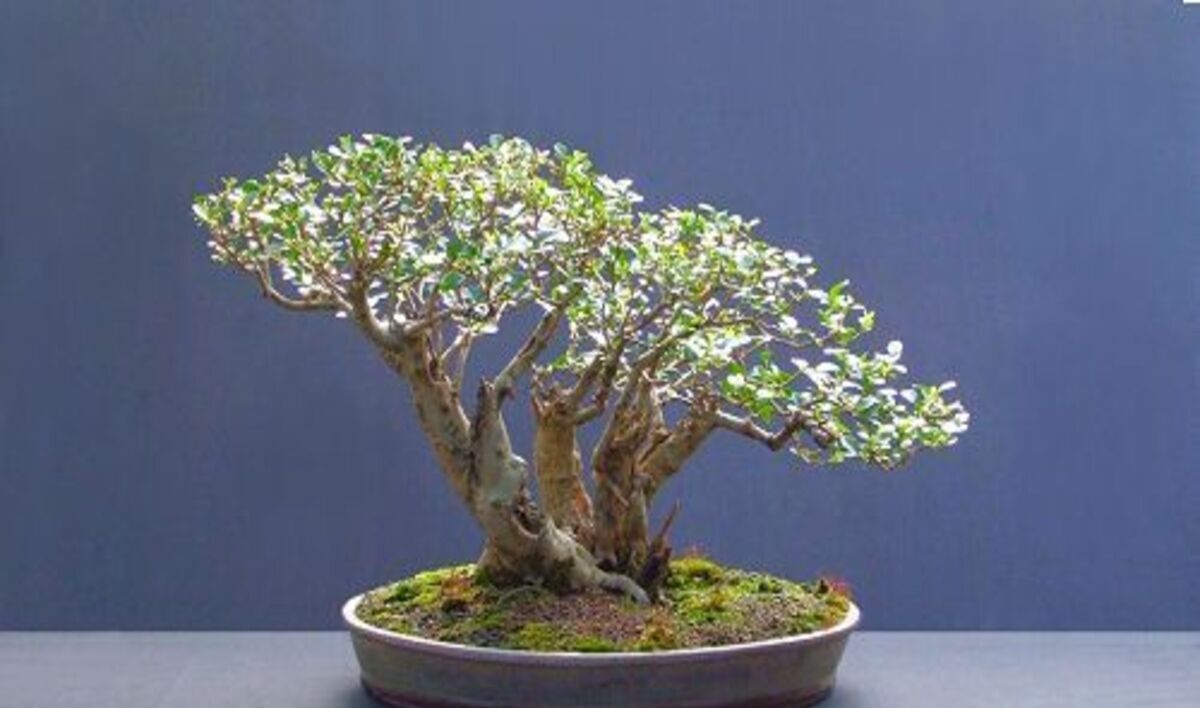Snow Rose Bonsai : A Beautiful and Hardy Addition to Your Bonsai Collection