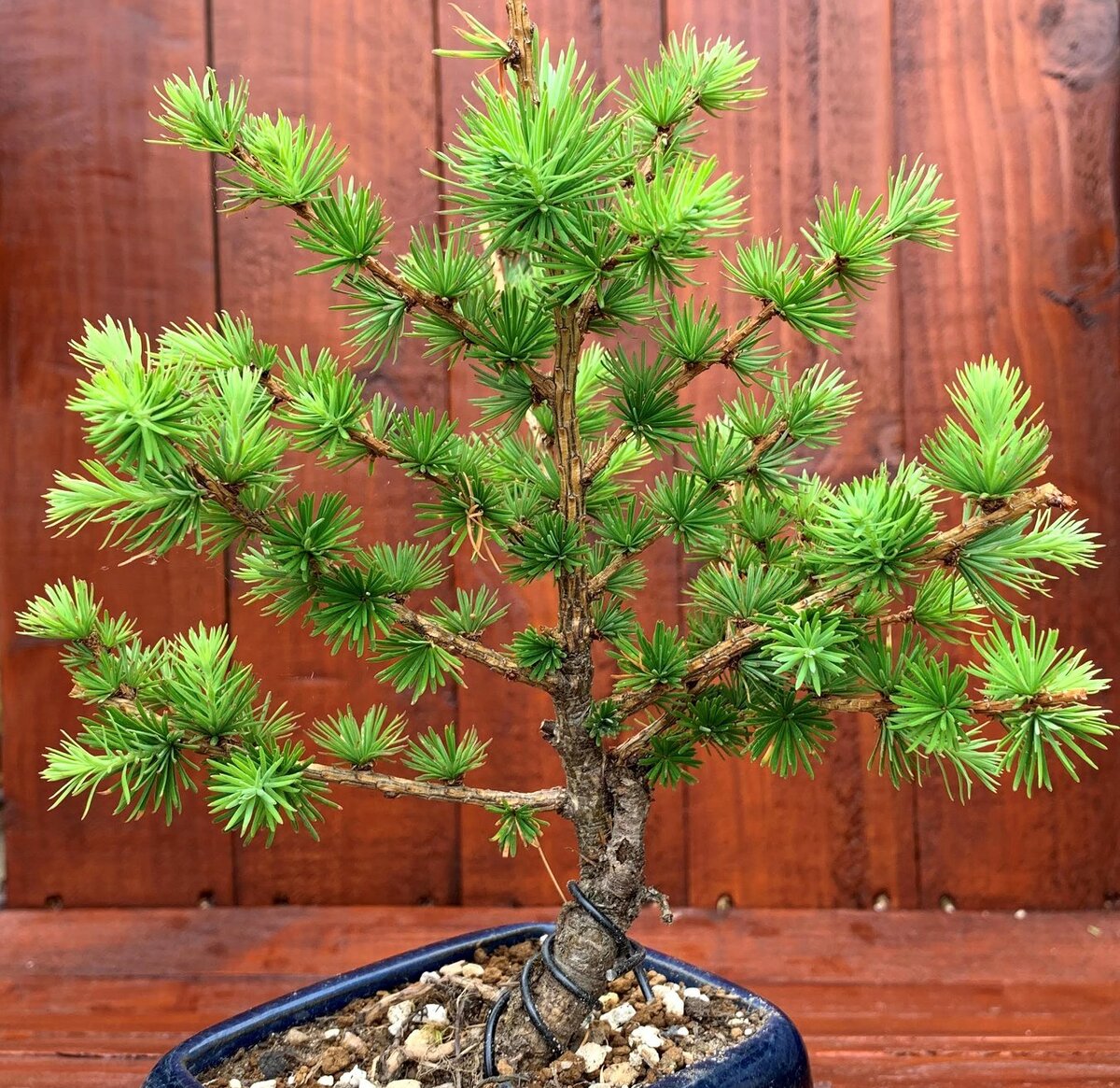 Sitka Spruce Bonsai : Unlocking the Artistry and Serenity